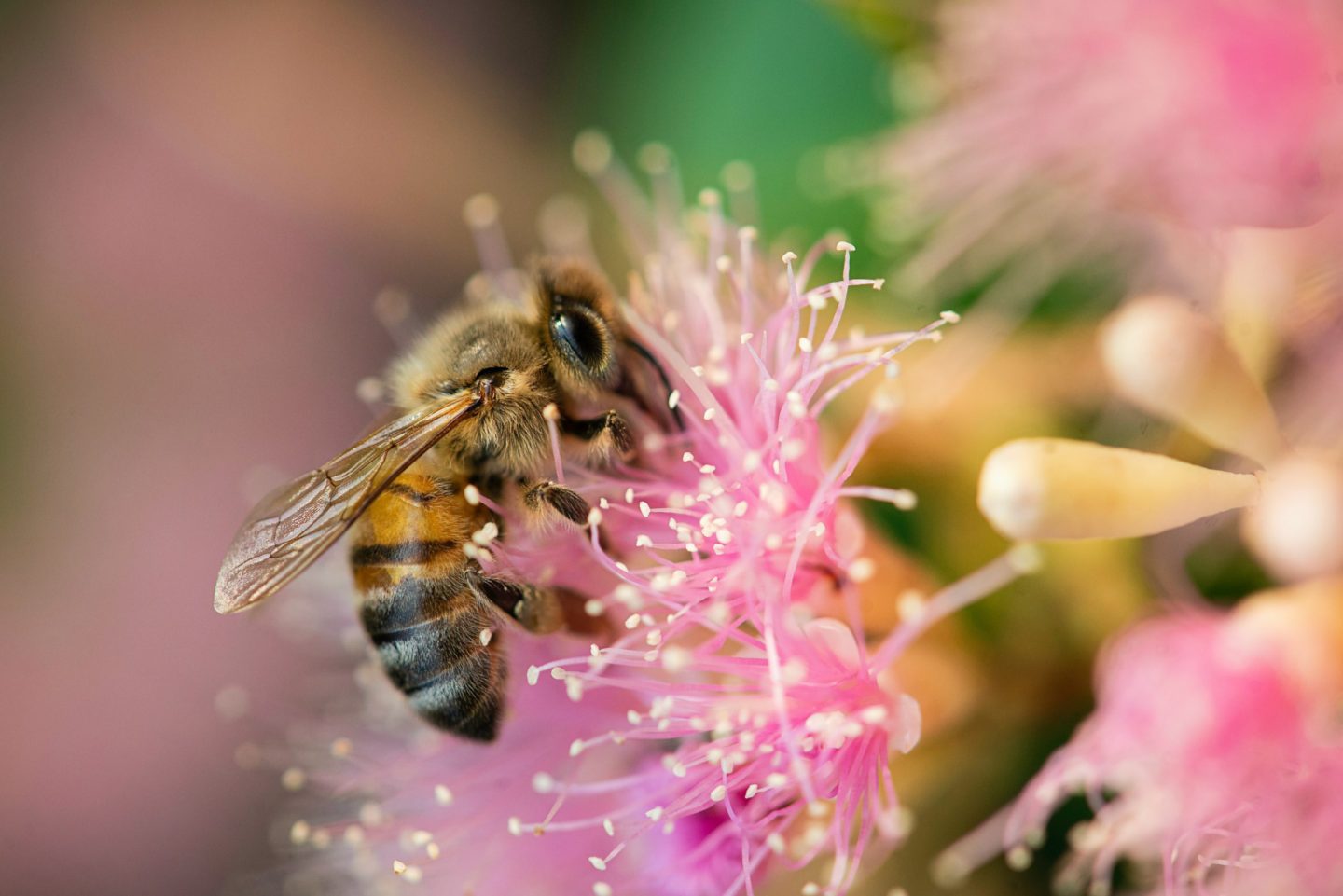 3 ways to create a bee-friendly garden or balcony - Product Care Recycling