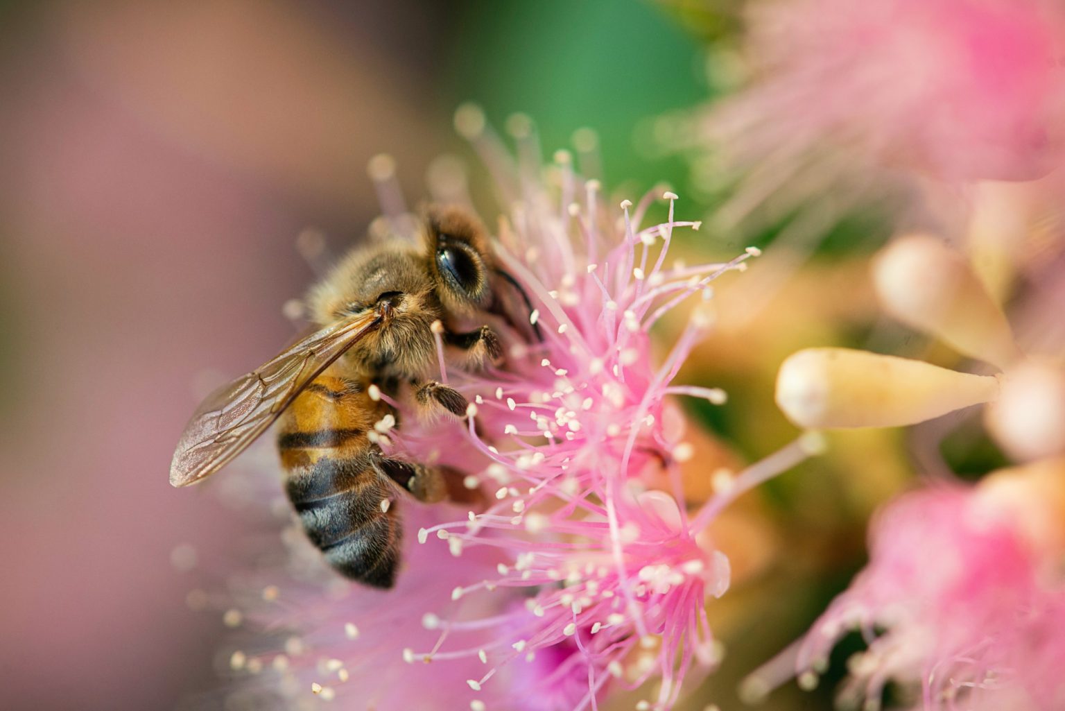 3 ways to create a bee-friendly garden or balcony - Product Care Recycling