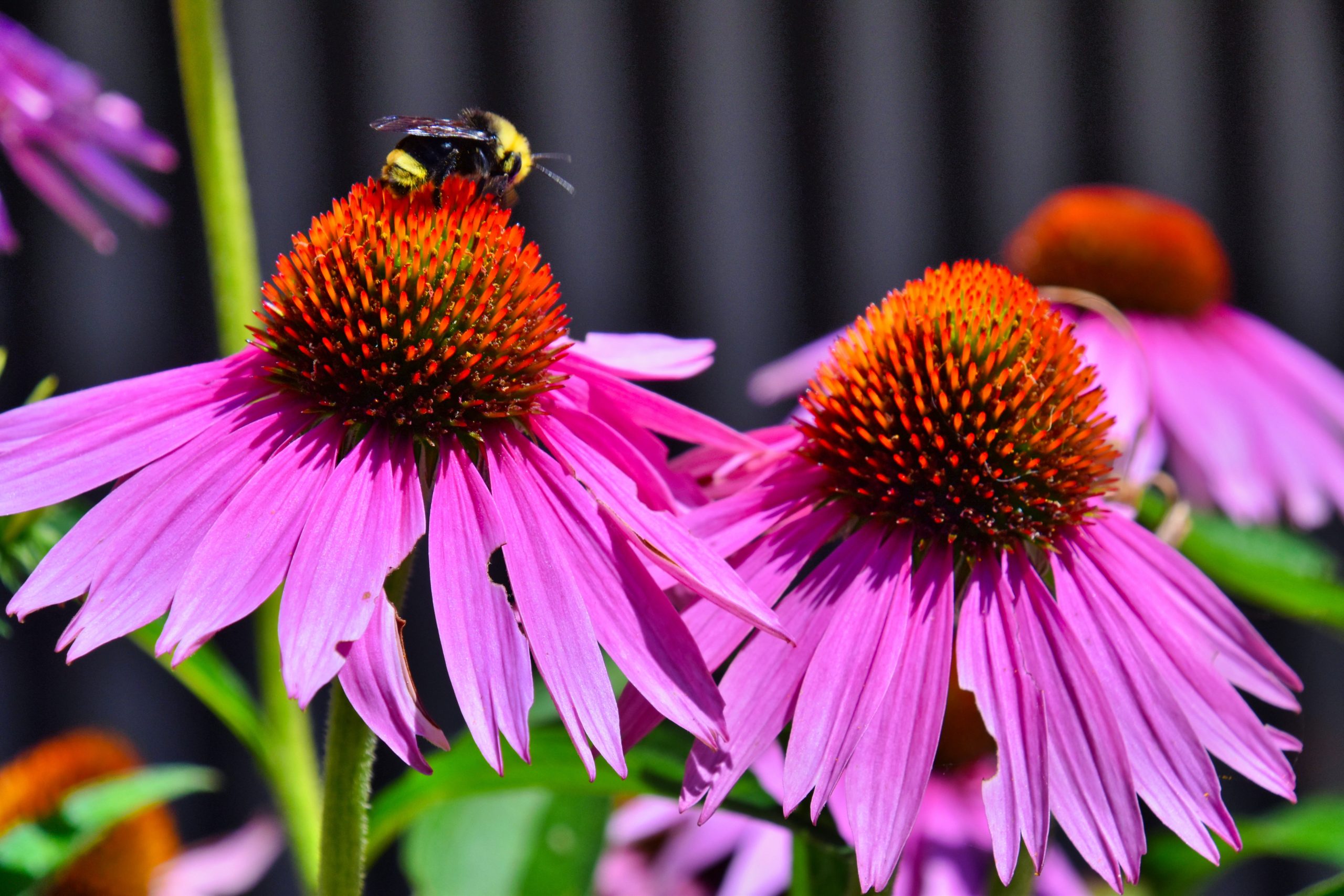3 ways to create a bee-friendly garden or balcony - Product Care Recycling